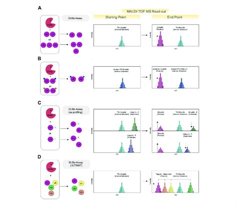 Schematic View Of Maldi Tof Ms Based Assay For Deubiquitylating Enzymes