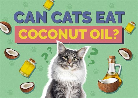 Coconut Oil Uses In Cats At Deborah Mcgee Blog