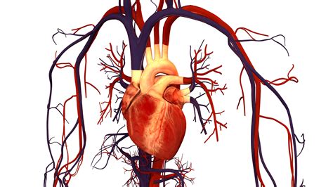 Circulatory System Wallpapers Top Free Circulatory System Backgrounds