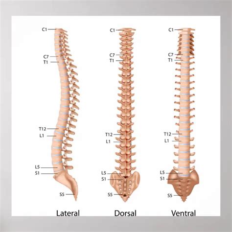Human Spine Anatomy Labeled Print Poster Zazzle