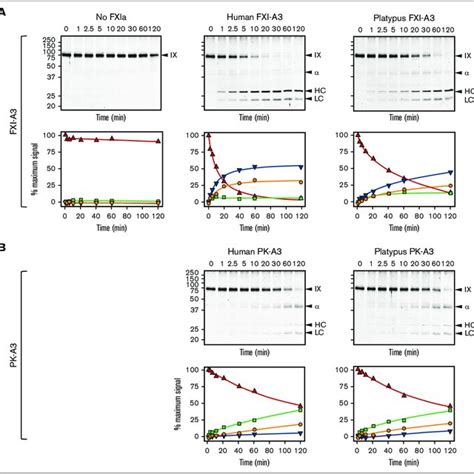 Fxia Activation Of Fix A Fix Activation By Fxia With Fxi A3 Domains Download Scientific