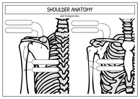 Printable Bone Worksheets Skeletal System Worksheet Educational