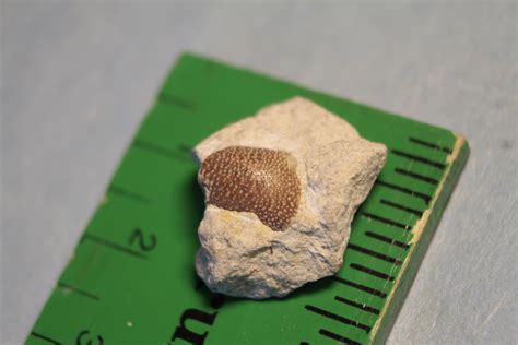 Crustacean Fragment Fossil Id The Fossil Forum