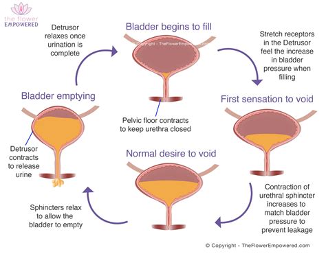 Urinary Incontinence Affects 160 Million Women