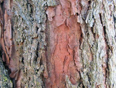 Winter Trees And Shrubs Eastern Redbud Awkward Botany