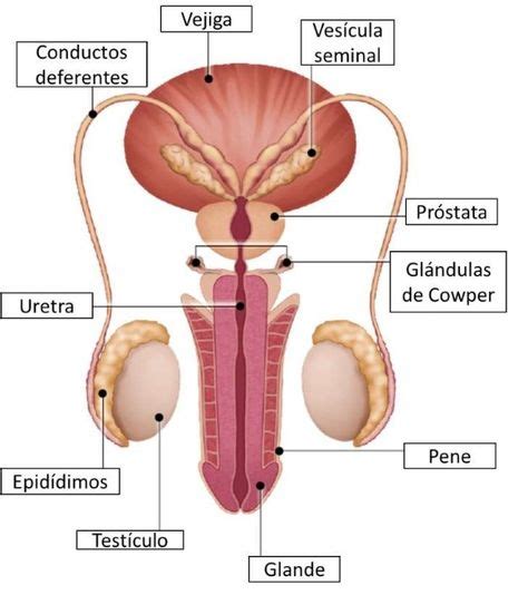 Sistema Reproductor Masculino