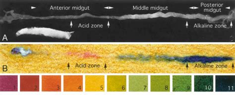 A An Active Third Instar Intact Drosophila Larva 3mm Long Is Shown