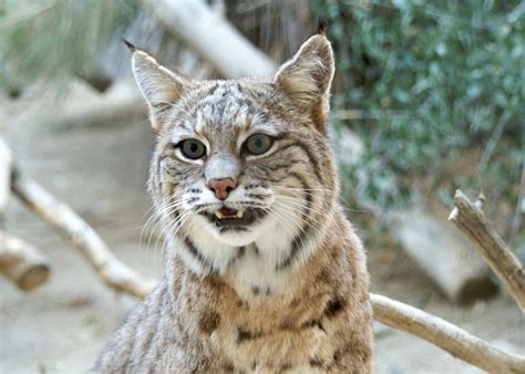 Bobcat Hunting Season Quickly Hits Limit