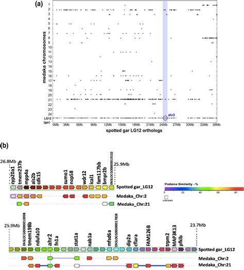 Conserved Synteny On The Ahr2 Chromosomal Region A Orthology Dot Plot