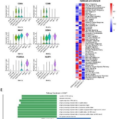 Functional Differences Of Lymphocyte Subsets In Patients With Apa Of Download Scientific