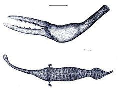 Illinois State Museum On Instagram “the Tully Monster Tullimonstrum