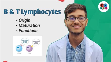 T Lymphocyte B Lymphocyte Origin And Maturation Microbiology Bangla