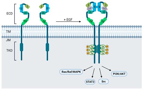 Egfr Mutations In Head And Neck Squamous Cell Carcinoma