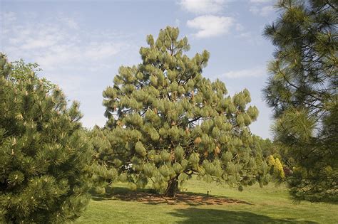 Pinus Montezumae Orig Mexico Asianinsights Flickr