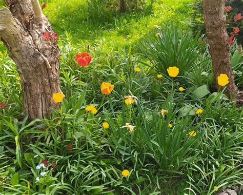 Tulips Grass Trees Online Puzzle