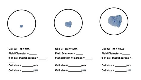 22 Lab Exercise 2 The Microscope Medicine Libretexts