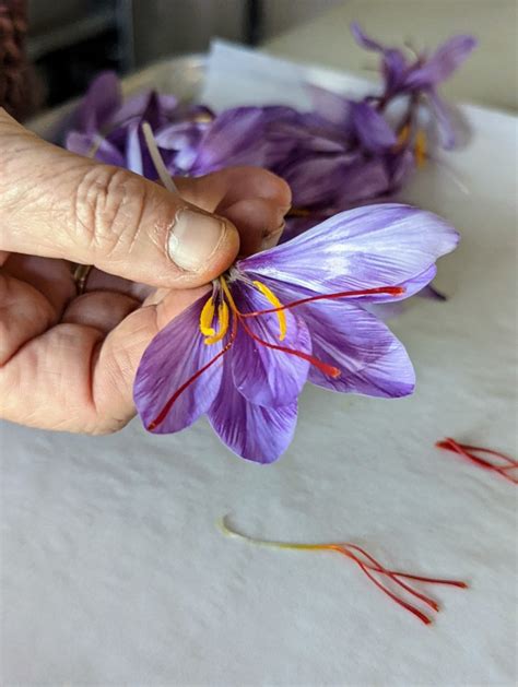 Growing And Harvesting Saffron At My Farm The Martha Stewart Blog