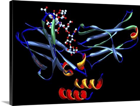 Rituximab Drug Molecule Great Big Canvas