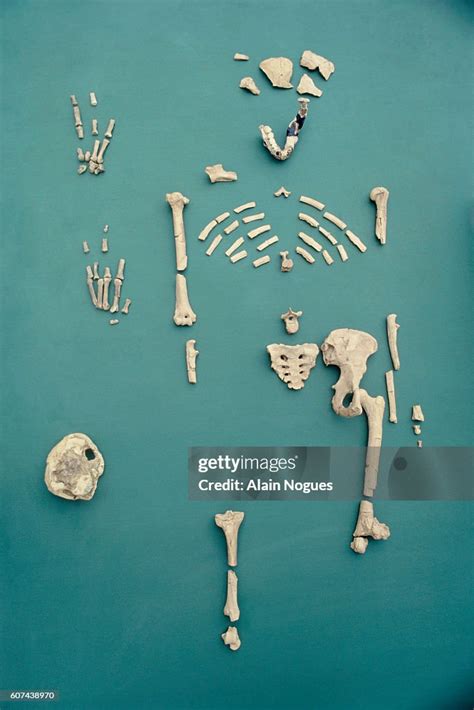 Lucy Is The Name Given To The Australopithecus Afarensis Fossil Found