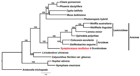 Phylogenetic Tree Reconstruction Of 17 Taxa Using Maximum Likelihood