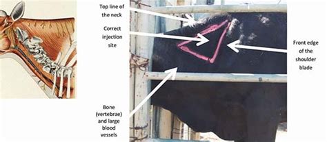 Intravenous Injection In Cattle