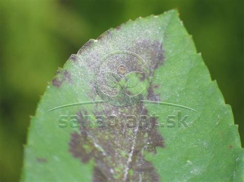 Chrúst Obyčajný Rastlinolekár