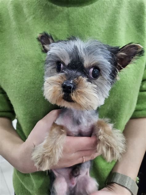 요크셔테리어 요키 강아지책임분양 강아지분양 고양이분양 컴투펫 시츄 셔틀랜드쉽독 말티푸 미니핀 치와와 요크셔테리어