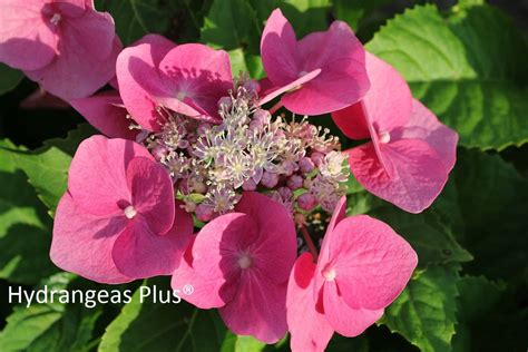 Hydrangea Macrophylla Taube Hydrangeas Plus Hydrangea Macrophylla Taube Hydrangeas Plus