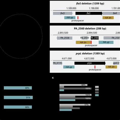 A Three Separate Genomic Deletions Are Created In The P Aeruginosa