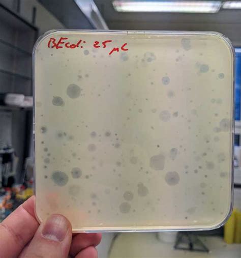 About Us Laboratory Of Molecular Phage Biology ETH Zurich