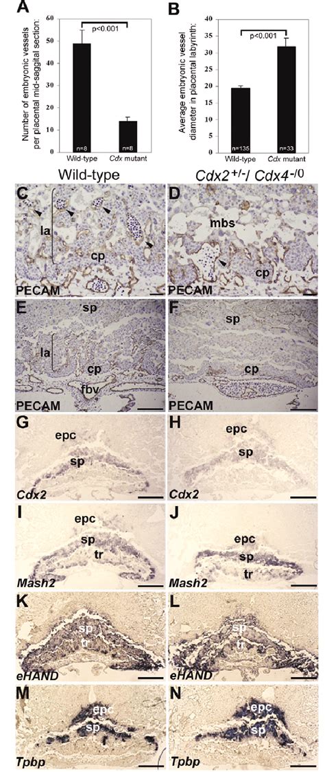 Altered Branching Of Allantoic Vessels And Similar Endothelial And