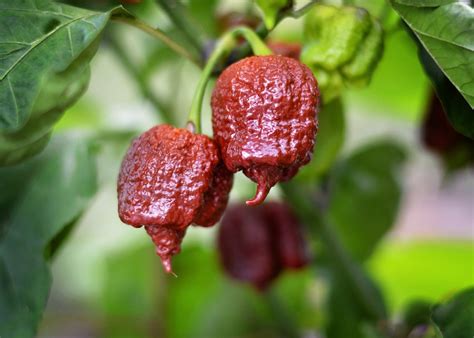 Defko Pepper Seeds Etsy Defko Pepper Seeds Etsy