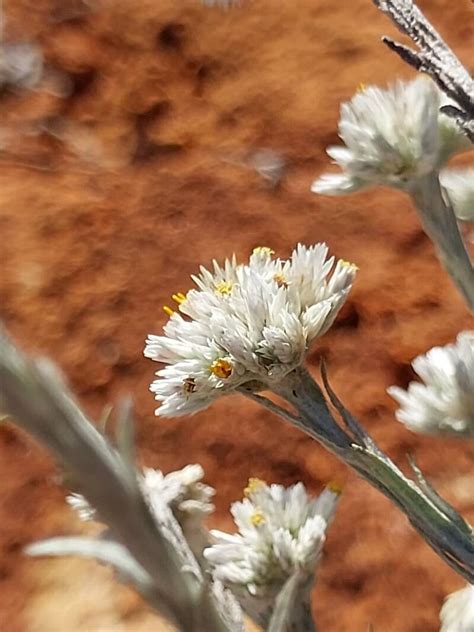 How To Propagate How To Propagate Helichrysum Microcephalum