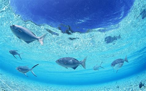 Ocean Floor Wallpapers Top Free Ocean Floor Backgrounds Wallpaperaccess