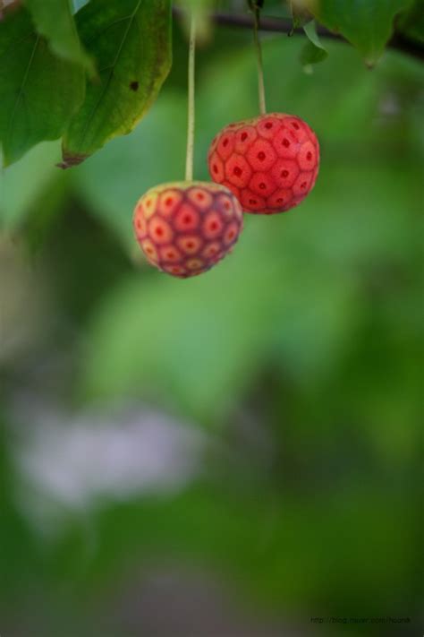 산딸나무열매와 단풍환공포증군집공포증 클릭주의 네이버 블로그 산딸나무열매와 단풍환공포증군집공포증 클릭주의 네이버 블로그