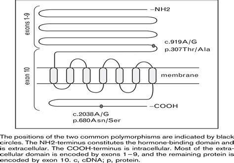 Impact Of Follicle Stimulating Hormone Receptor Variants In Current Opinion In Obstetrics