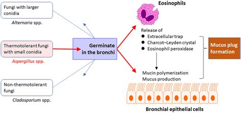 Pathogenesis Of Abpa For Inhaled Conidia To Germinate In The Bronchi Download Scientific