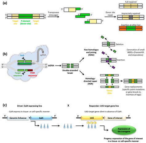 Approaches To Model Diseases In Drosophila Schematic View Of The