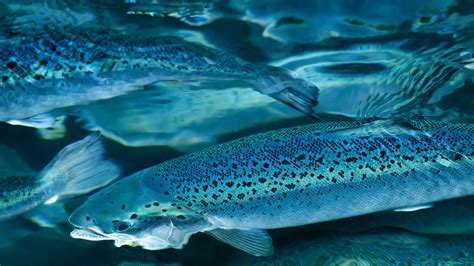Fish Farmer News Salmon Evolution Signs Phase Two Construction Deal