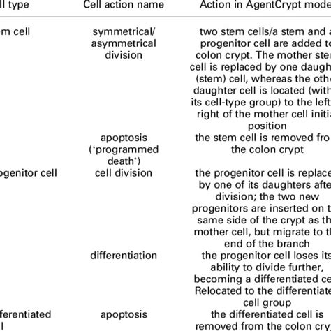 Colon Crypt Framework Simplified Structure Representation Of The
