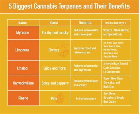 Cannabis Terpenes How The Flavor Of Pot Effects The Buzz