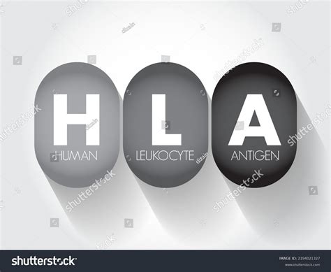 Hla Human Leukocyte Antigen Complex Genes Stock Vector Royalty Free