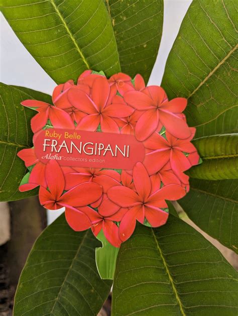 Frangipani Ruby Belle Guildford Garden Centre