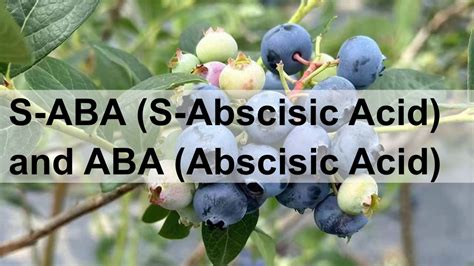 S Aba S Abscisic Acid And Aba Abscisic Acid