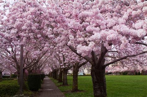 Free Stock Photo Of A Row Of Trees With Pink Flowers Download Free Images And Free Illustrations