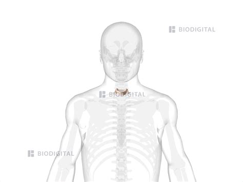 Seventh Cervical Vertebra Biodigital Anatomy