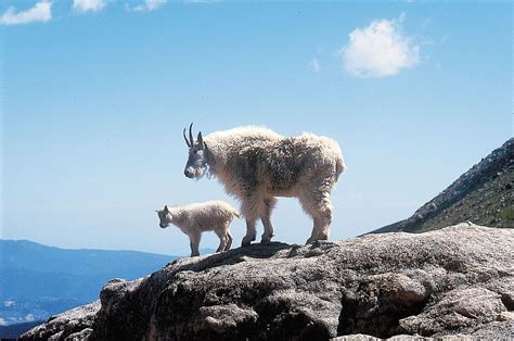 Mountain Goat Adaptations Habitat And Behavior Britannica