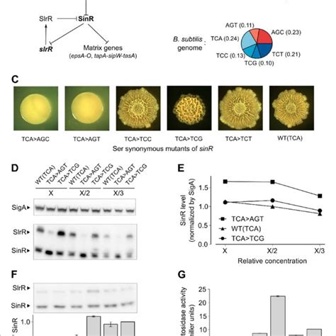 Serine Codon Bias Of Biofilm Regulated Genes Reflects Their Expression Download Scientific
