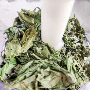 How To Dehydrate Basil Oven Dehydrator