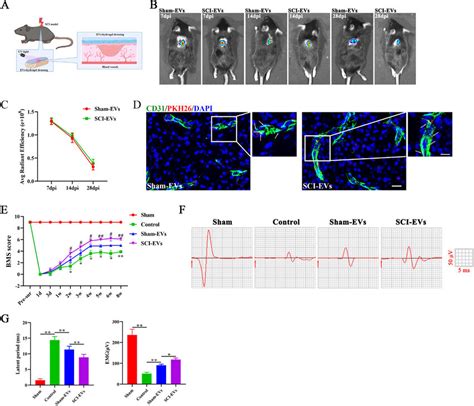 Sci Evs Facilitated Neurological Function Recovery A Schematic